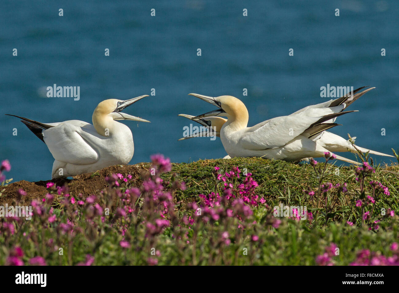 Fighting gannets hi-res stock photography and images - Alamy