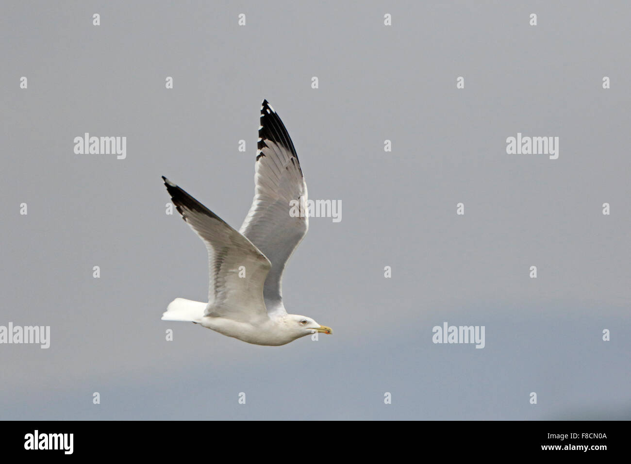 Adult Yellow-legged Gull in flight in Portugal Stock Photo - Alamy