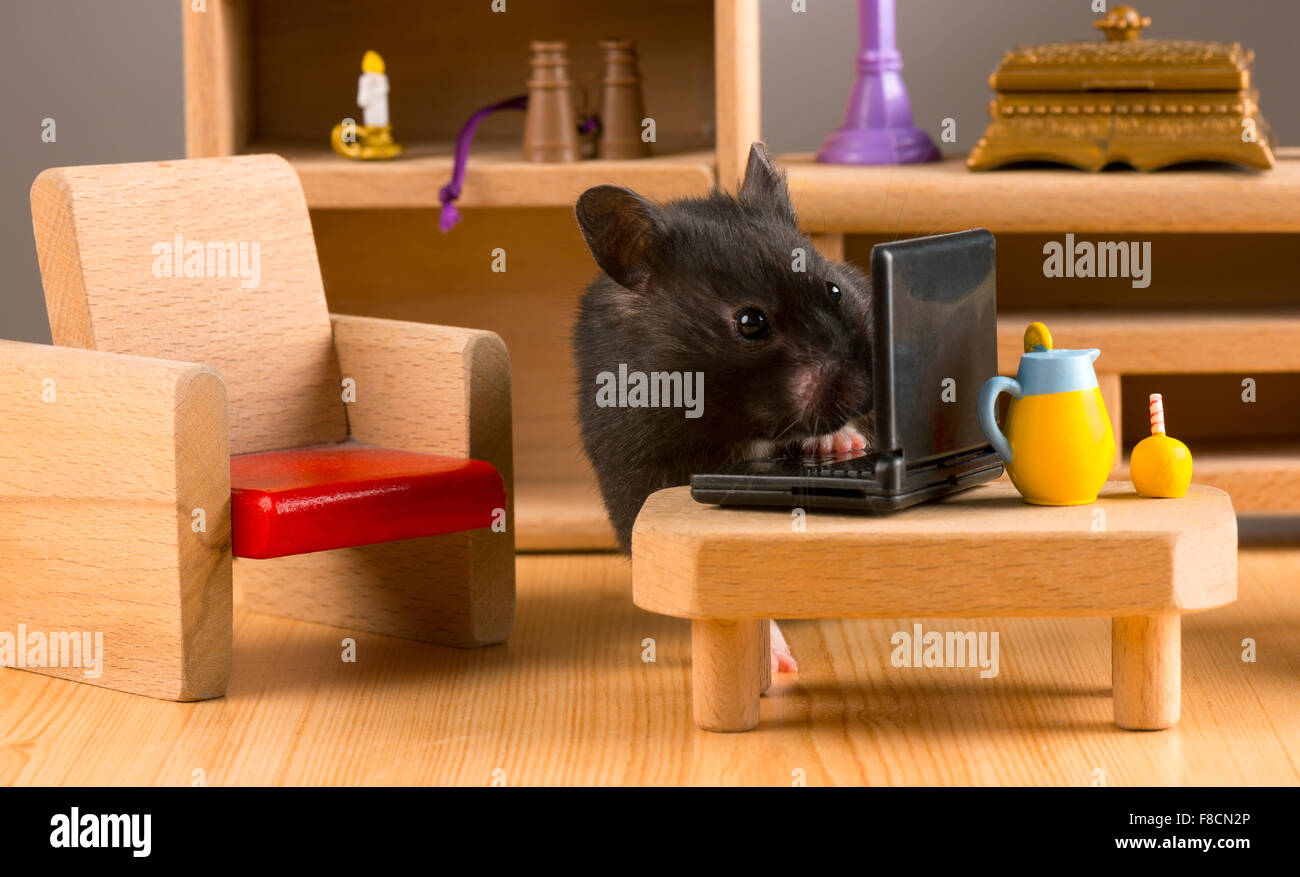 Pet hamster computer mouse hi-res stock photography and images - Alamy
