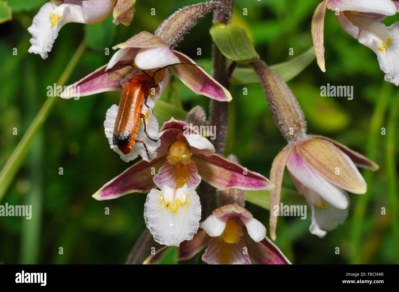 Marsh Helleborine Epipactis palustris with Soldier Beetle,flowering in ...