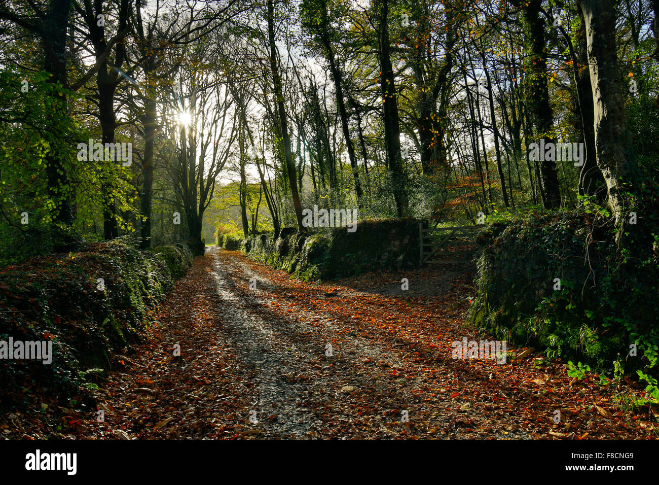 Cornwall in autumn hi-res stock photography and images - Alamy