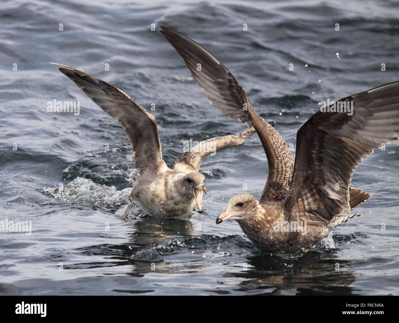 Bird fighting hi-res stock photography and images - Alamy