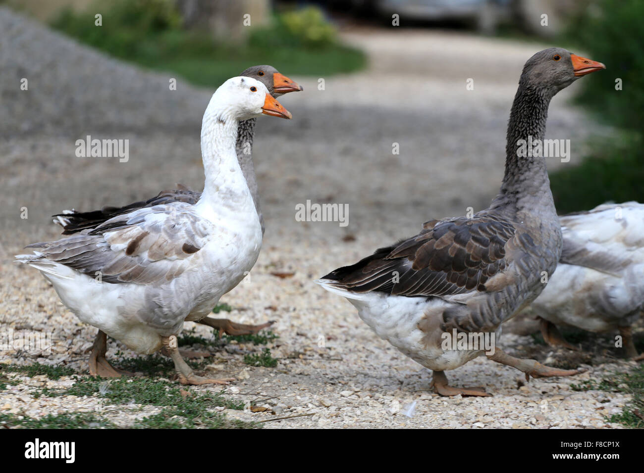 Domestic geese walking on traditional village goose farm Stock Photo ...