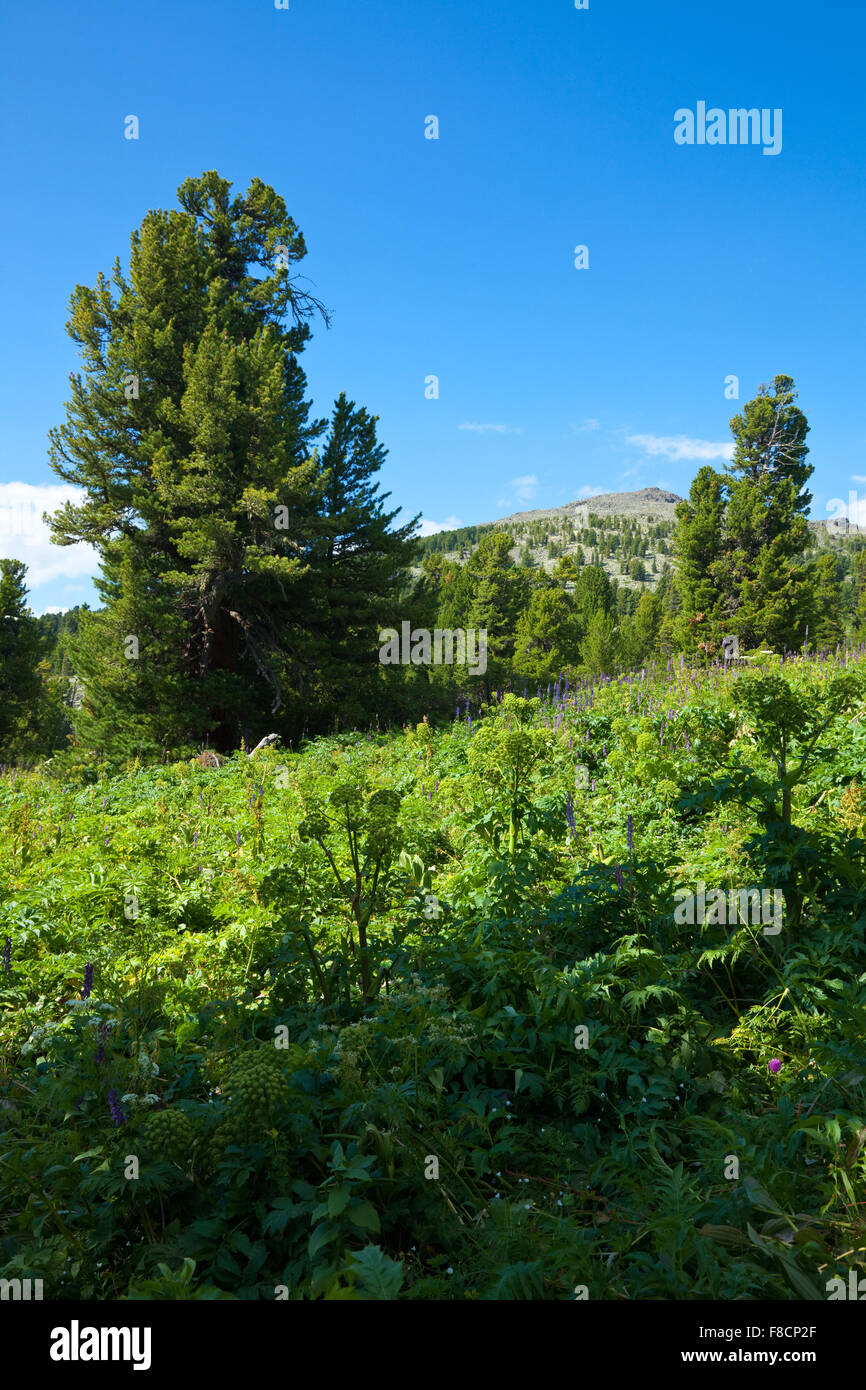 Forest mountains in sunny day, Altai, Siberia Stock Photo - Alamy