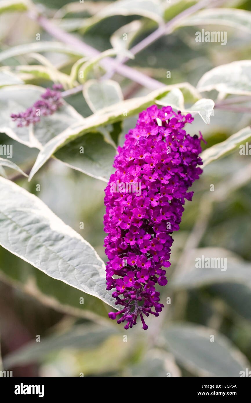 Buddleja davidii 'Harlequin' flower Stock Photo - Alamy