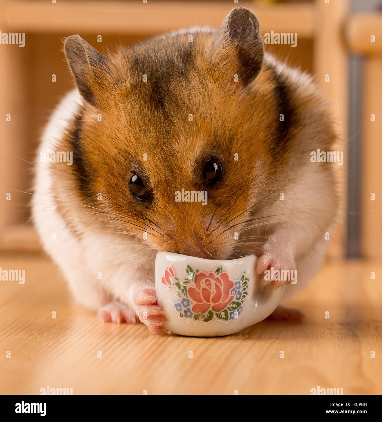 hamster drinking coffee Stock Photo - Alamy