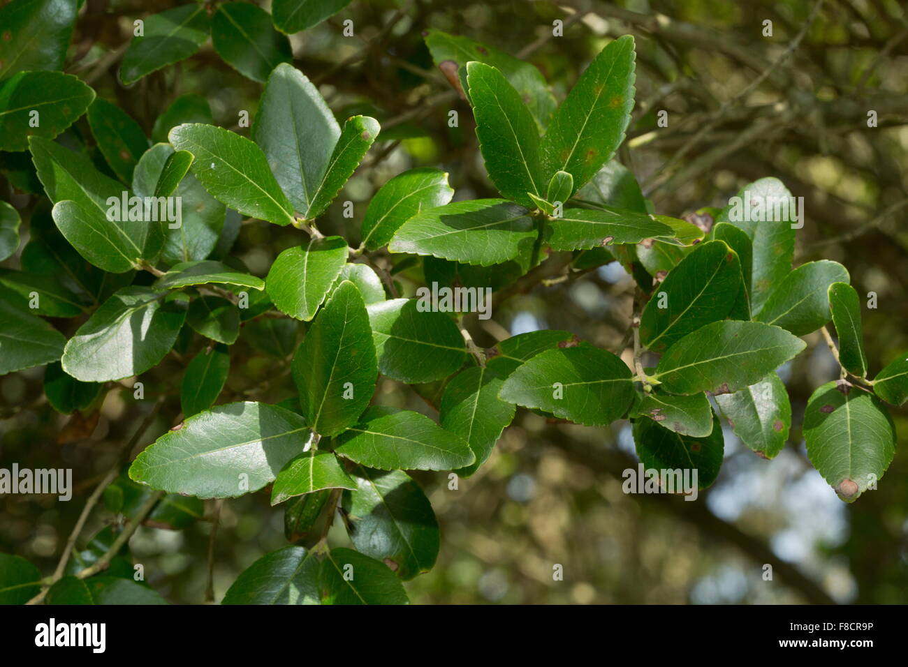 Green olive tree or Mock privet, Phillyrea latifolia foliage, south ...