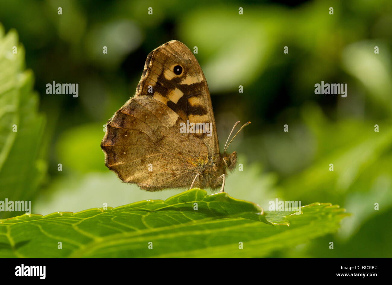 First butterfly in spring hi-res stock photography and images - Alamy