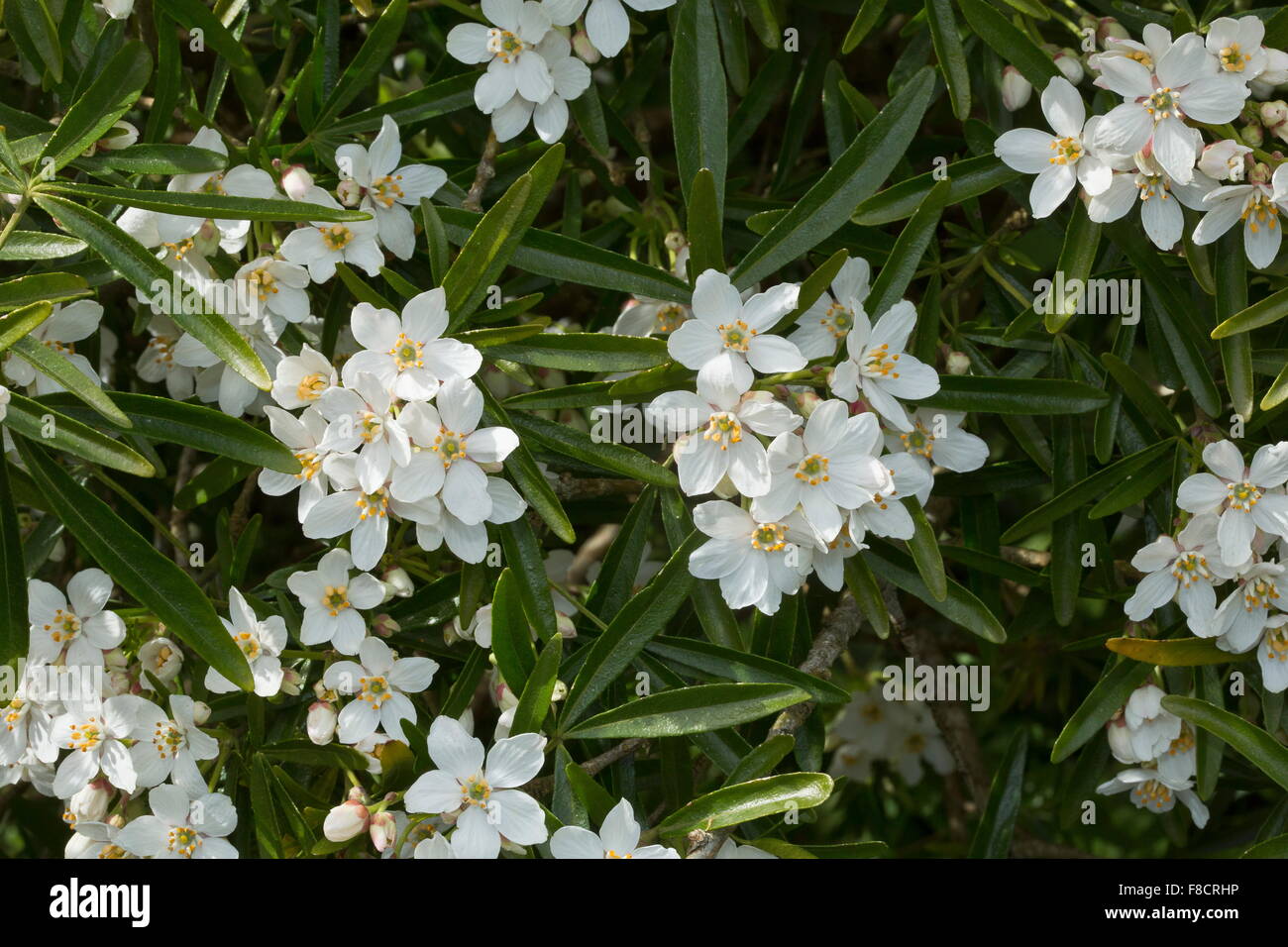 Choisya 'Aztec Pearl', garden variety in cultivation Stock Photo - Alamy