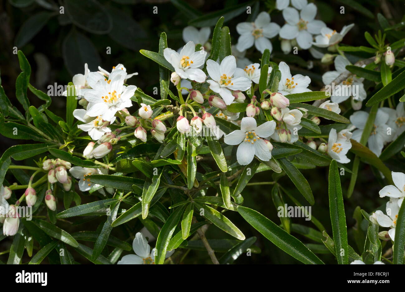 Choisya 'Aztec Pearl', garden variety in cultivation Stock Photo - Alamy