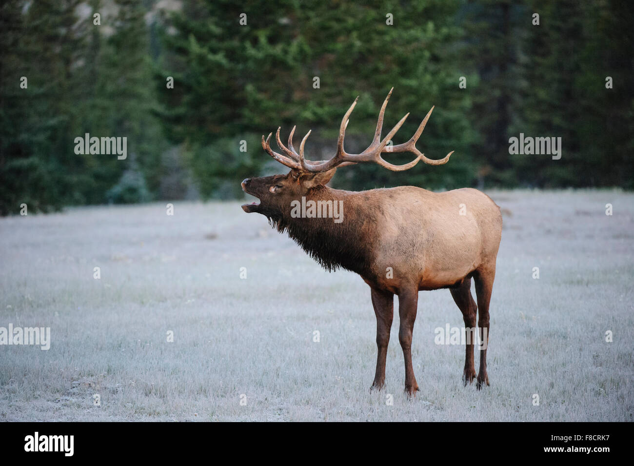 Bugling Bull Elk (Cervus elaphus canadensis), Rocky Mountains Stock ...