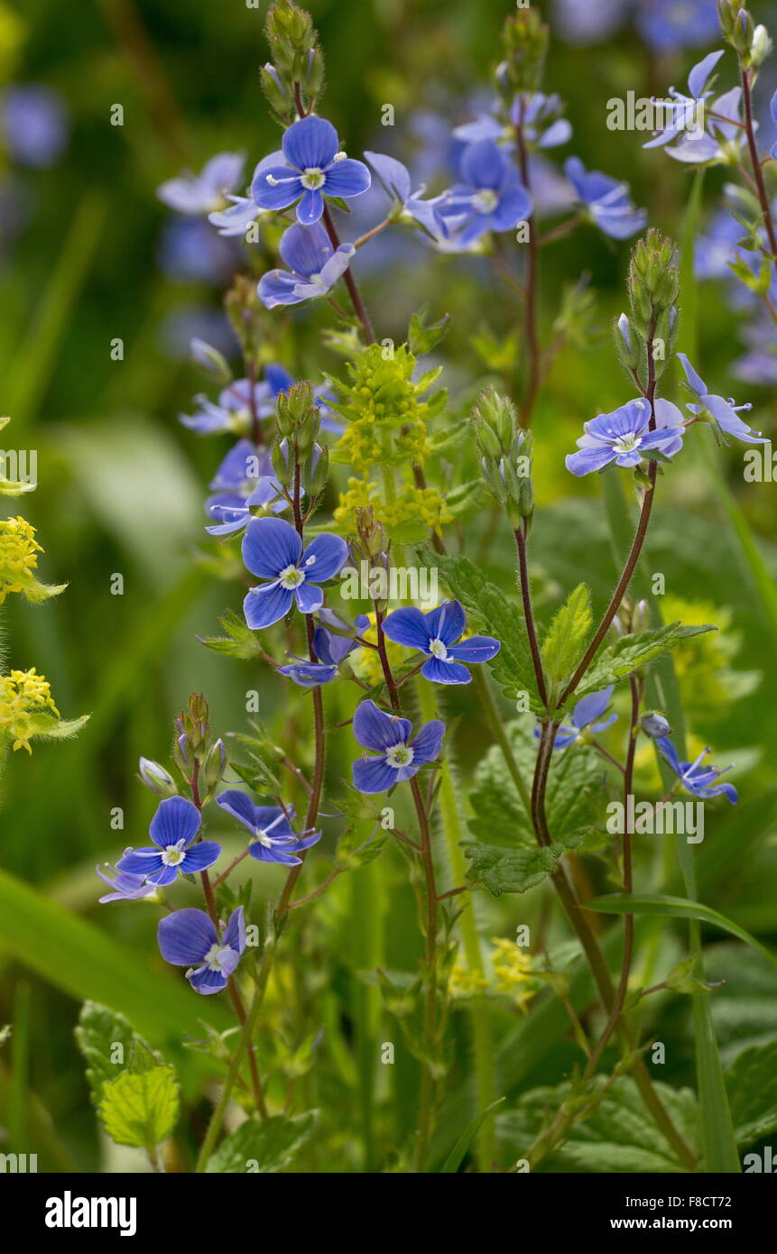 Germander Speedwell, Veronica chamaedrys, in flower in spring verge ...