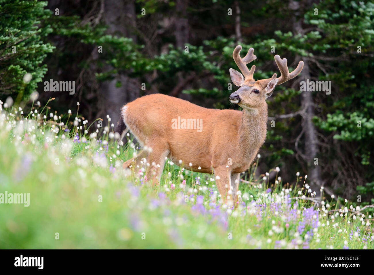Black-tailed Deer Buck (Odocoileus hemionus columbianus), Pacific ...