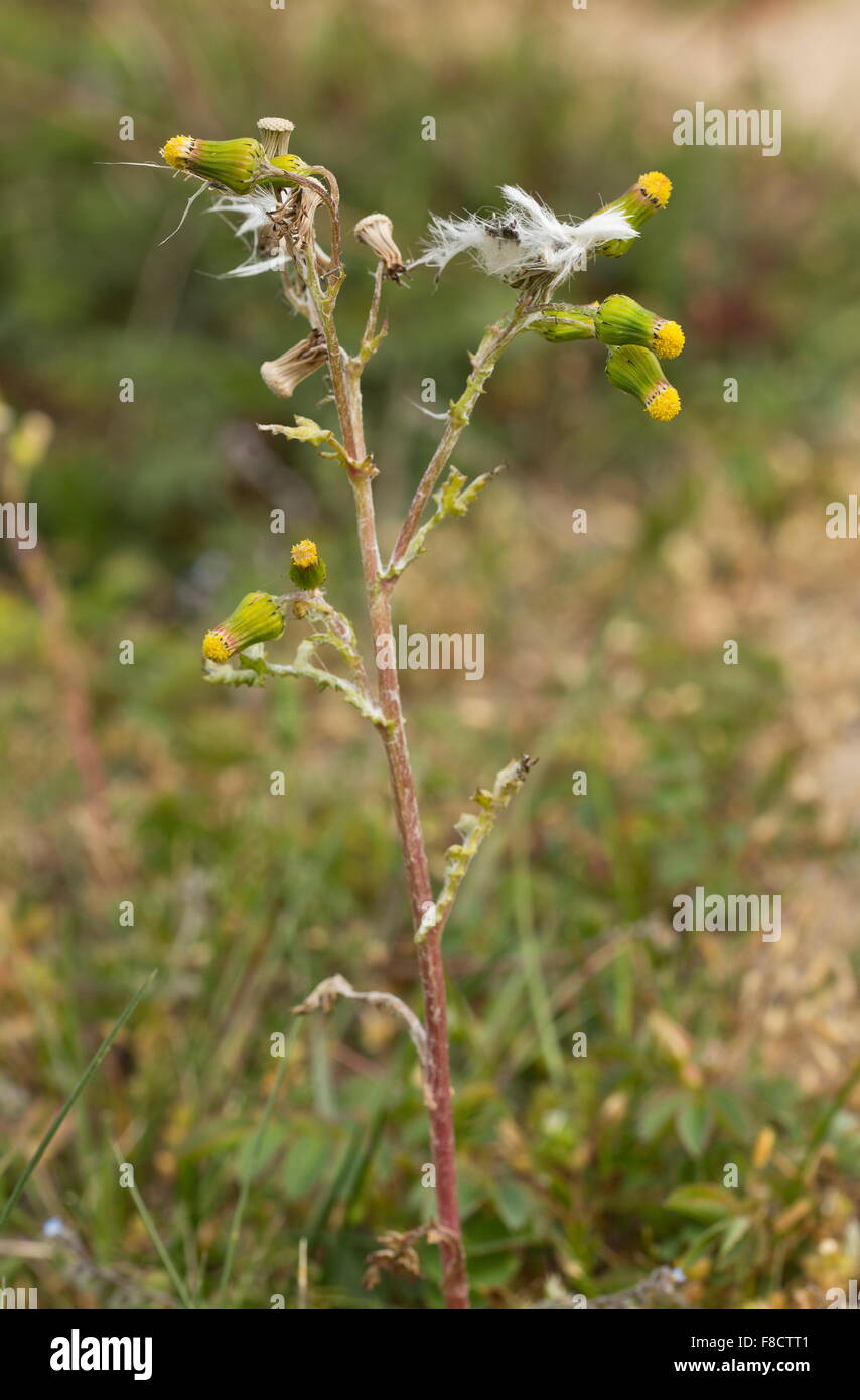 Groundsel, Senecio vulgaris in flower and fruit. Common annual weed ...