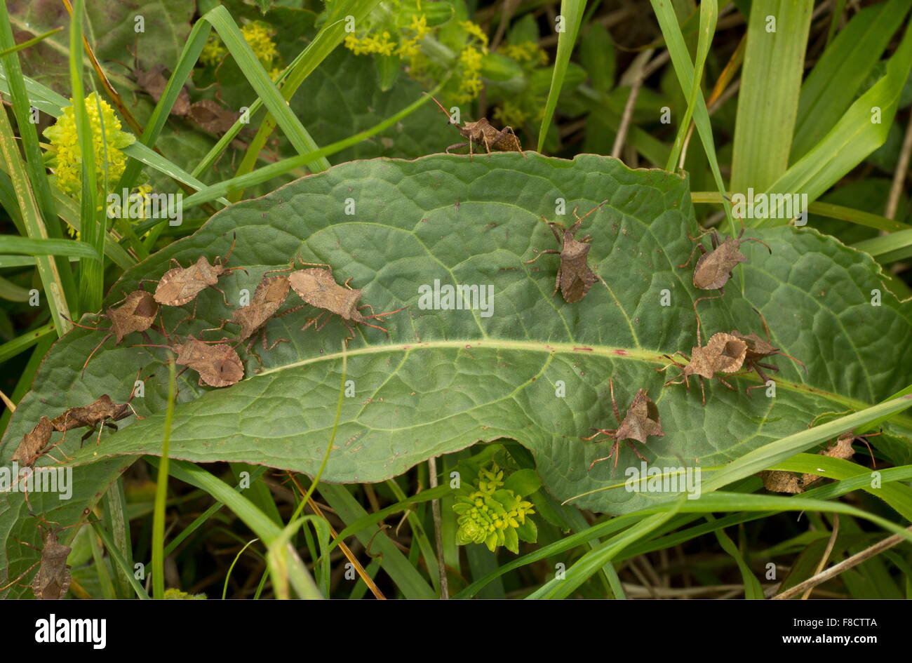 Dock leaf hi-res stock photography and images - Alamy