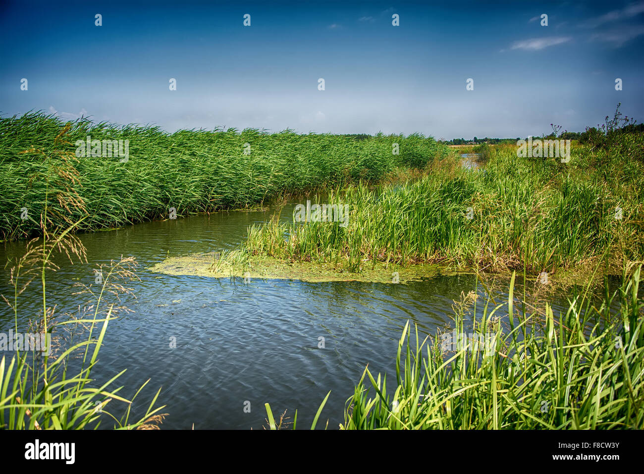 Windy landscape with river and reed. Nature background Stock Photo - Alamy
