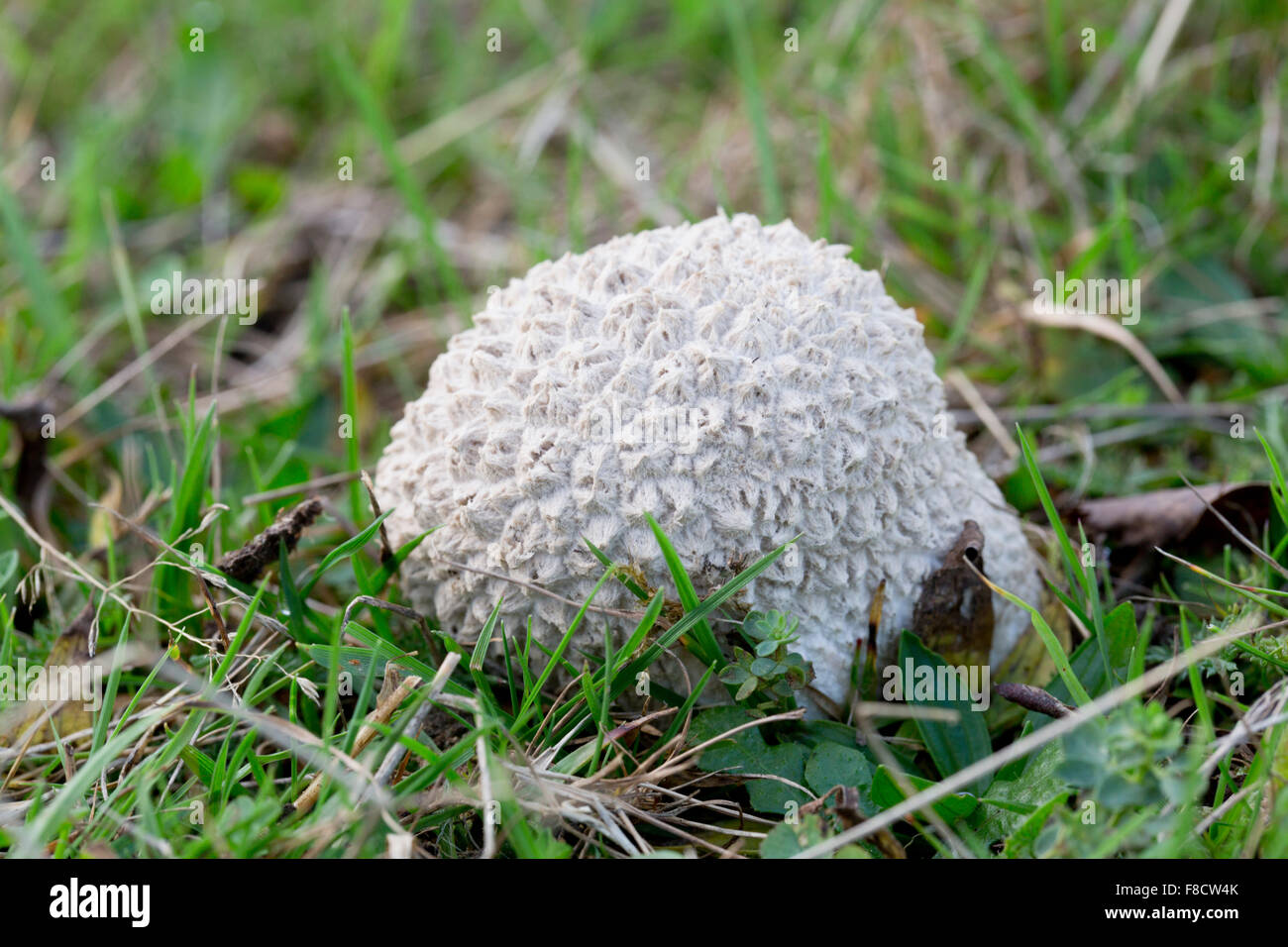 Mosaic Puffball; Handkea utriformis Berkshire; UK Stock Photo - Alamy