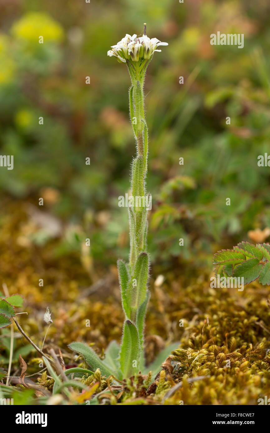 Hairy rock cress arabis hirsuta hi-res stock photography and images - Alamy