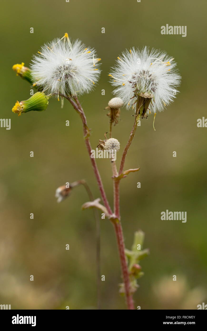 Groundsel, Senecio vulgaris in flower and fruit. Common annual weed ...