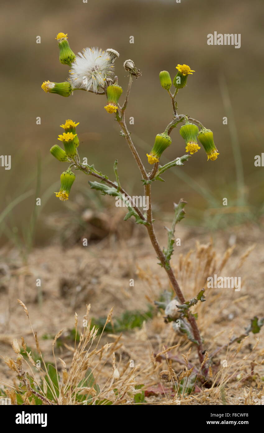 Groundsel, Senecio vulgaris in flower and fruit. Common annual weed ...