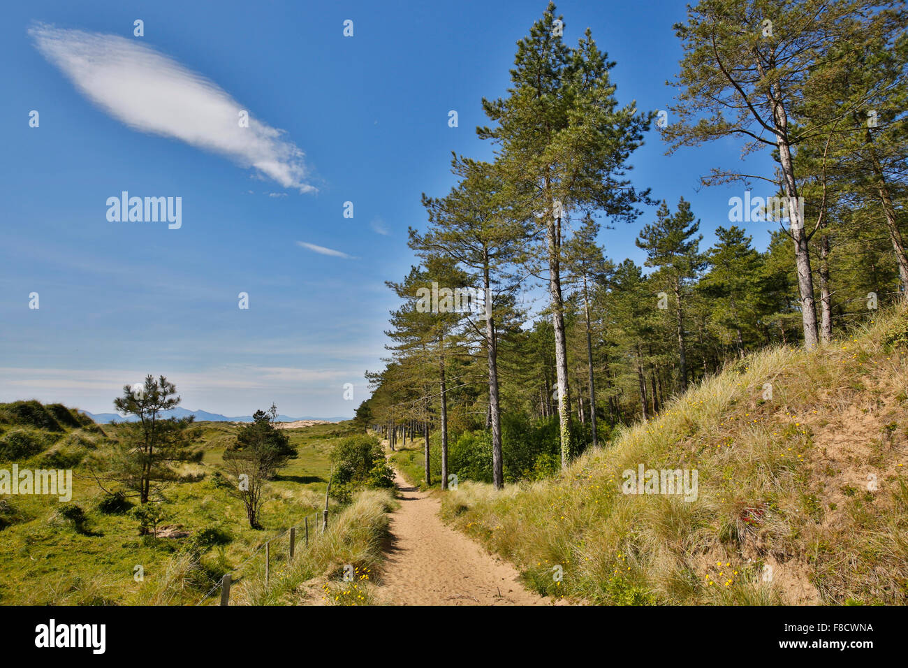Newborough forest anglesey hi-res stock photography and images - Alamy