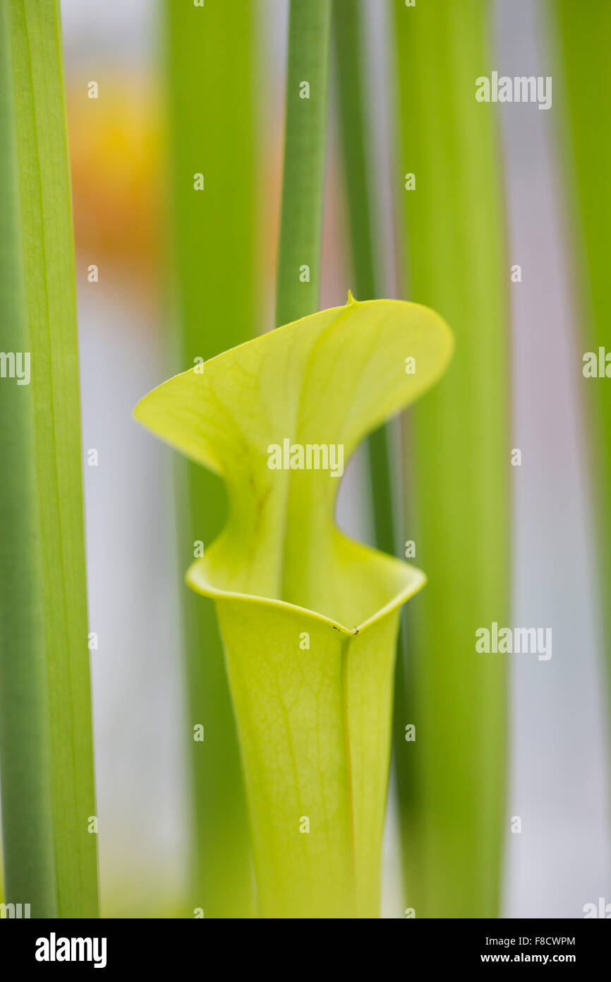 Pitcher Plant; Pitfall Trap; UK Stock Photo - Alamy