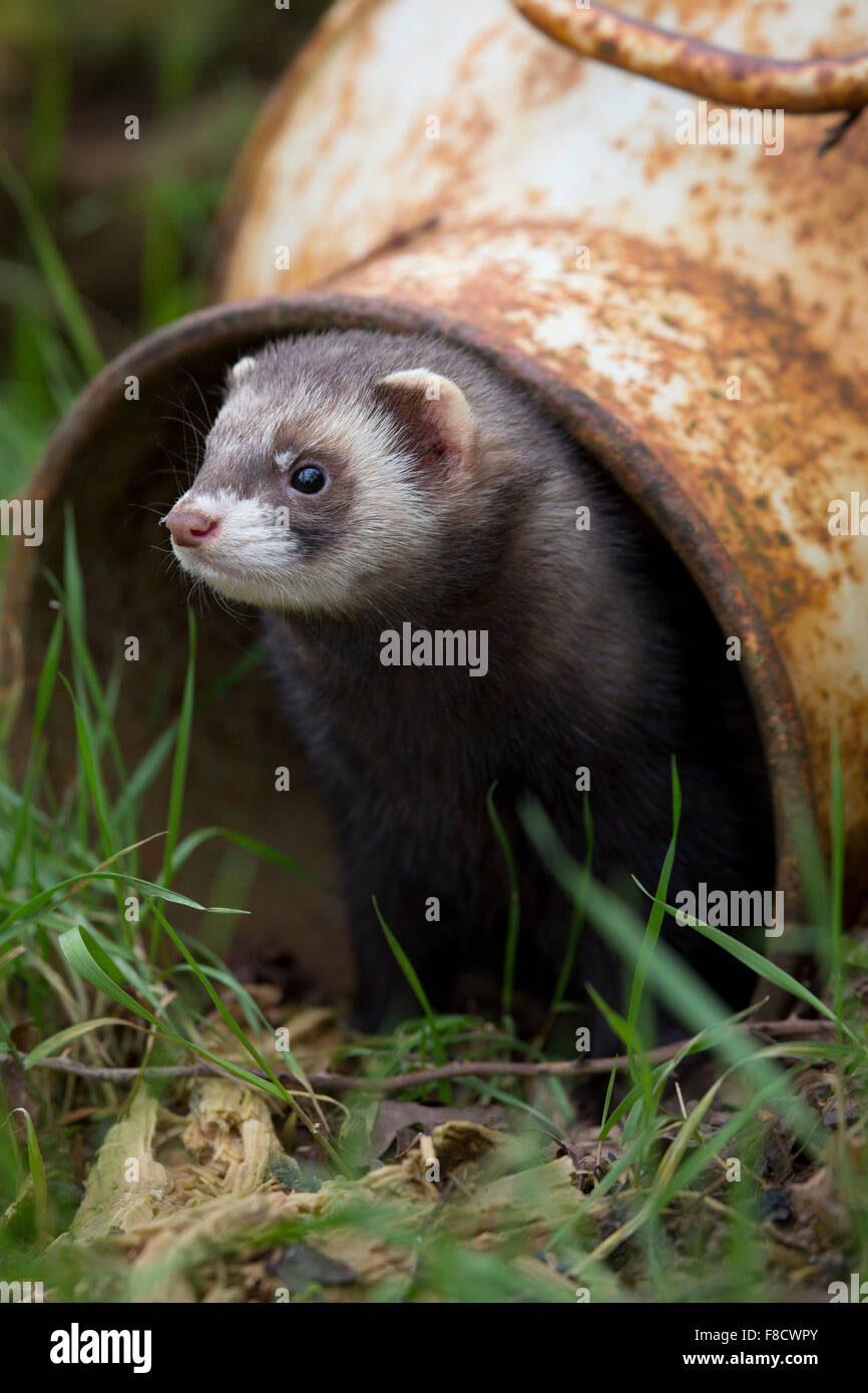 Polecat face hi-res stock photography and images - Alamy