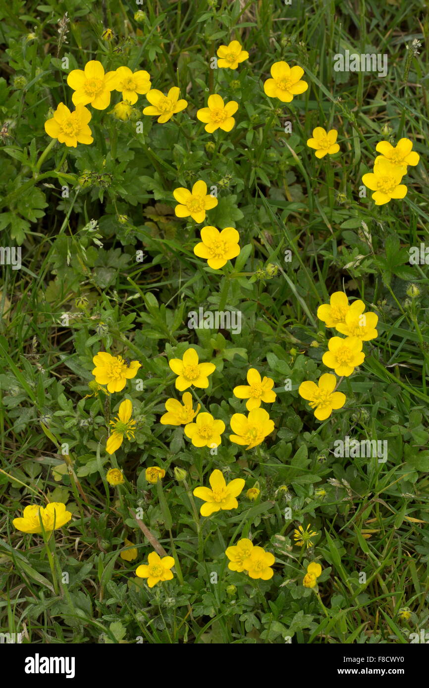 Ranunculus bulbosus hi-res stock photography and images - Alamy