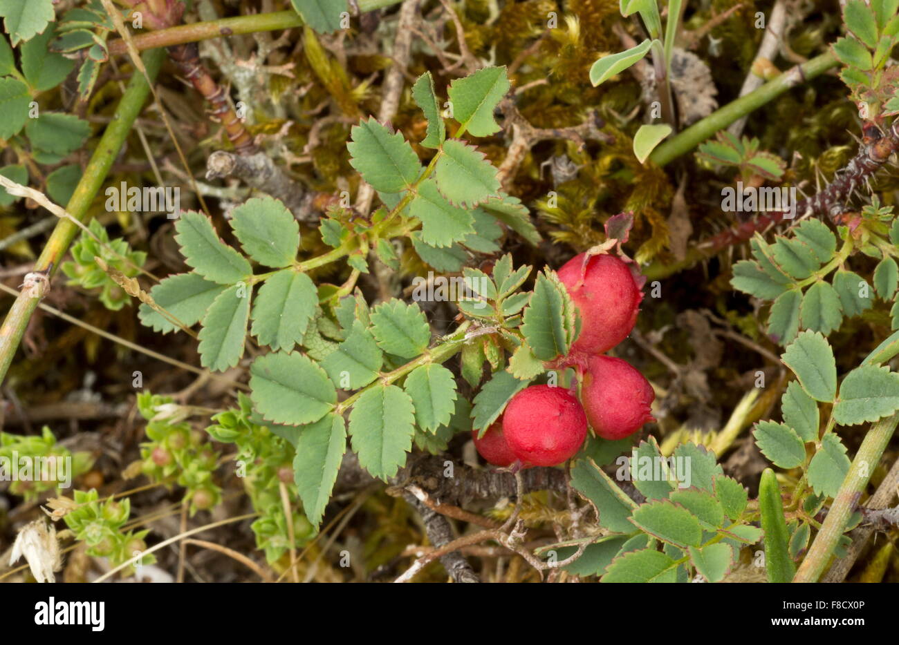 Rosa Spinosissima High Resolution Stock Photography and Images - Alamy