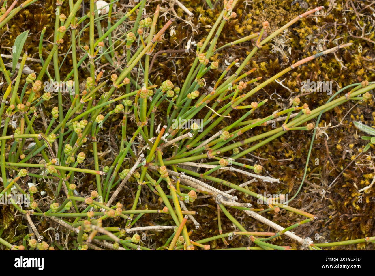 Joint-pine, Sea Grape, Ephedra distachya ssp distachya, coming into ...