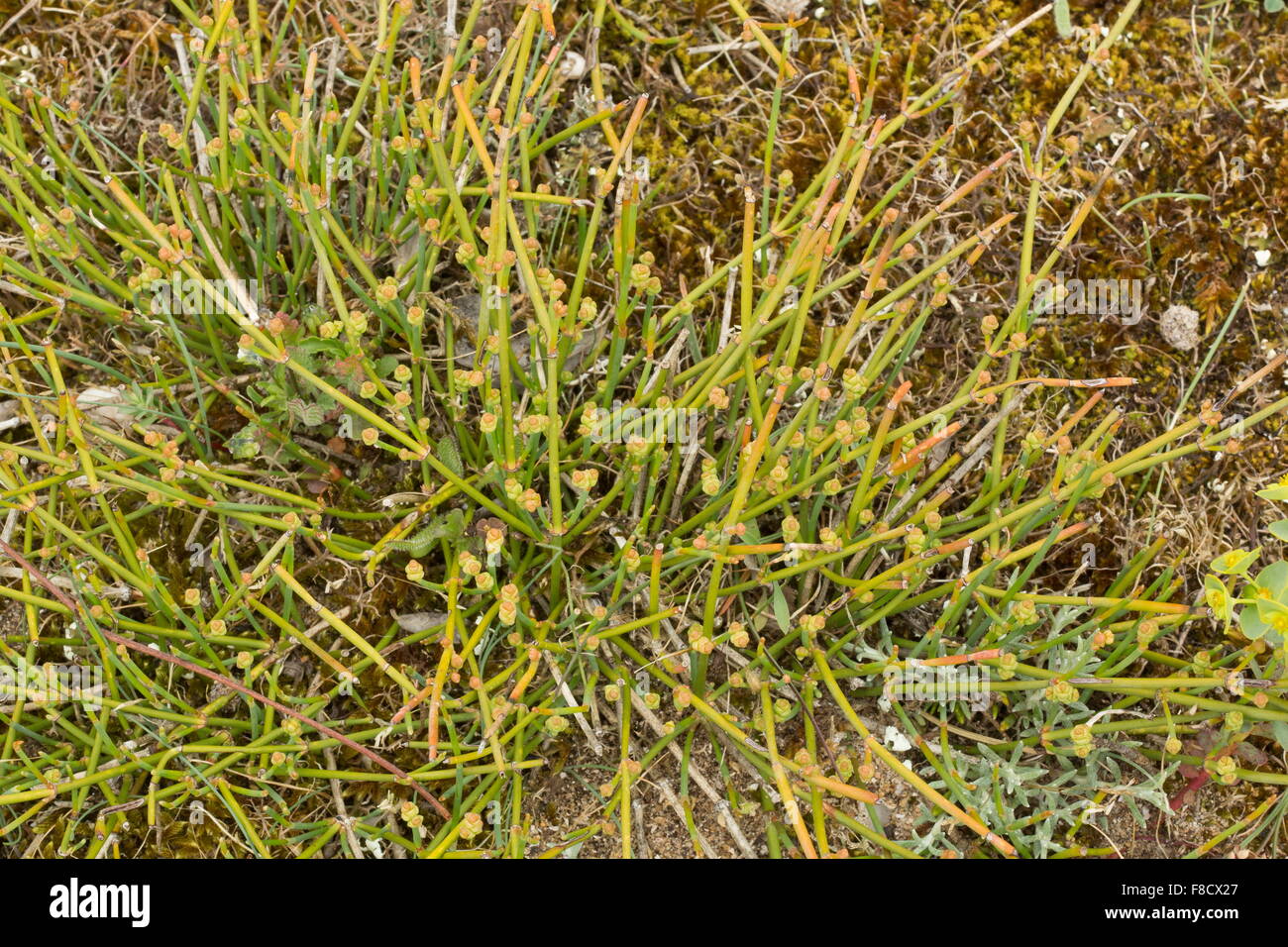 Joint-pine, Sea Grape, Ephedra distachya ssp distachya, coming into ...