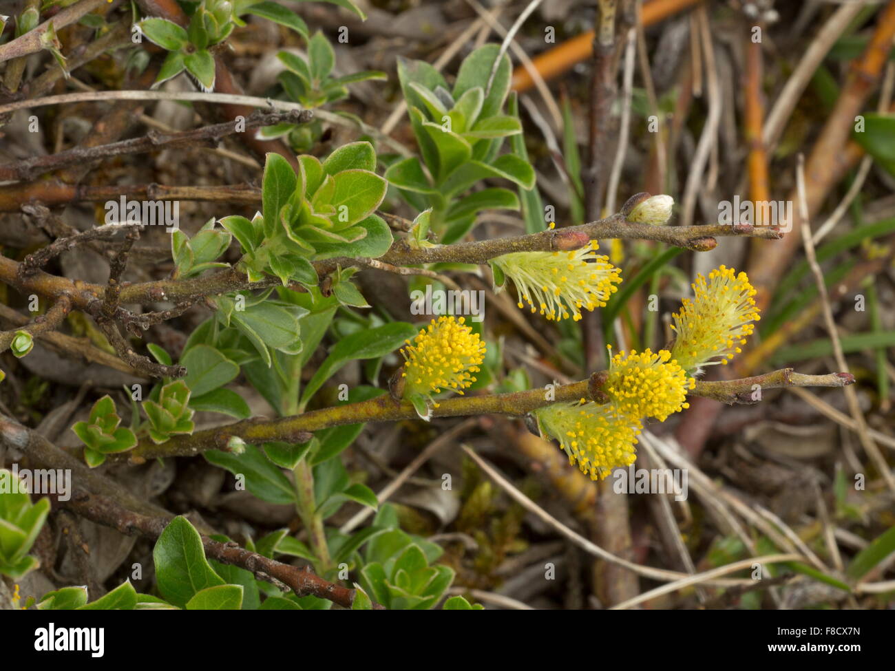 Salix Repens High Resolution Stock Photography and Images - Alamy