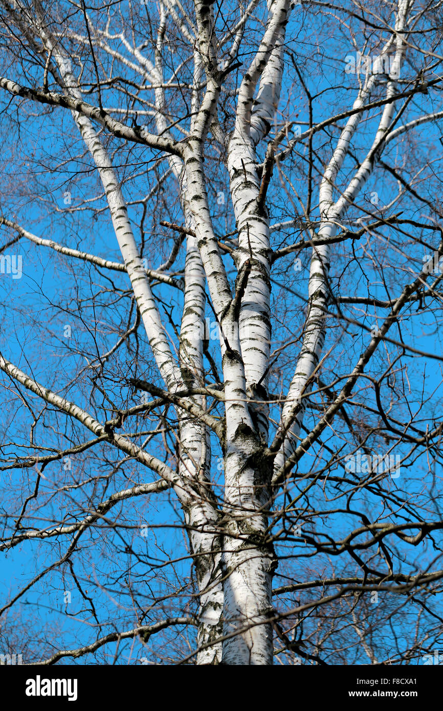 Birch tree beautiful tree hi-res stock photography and images - Alamy