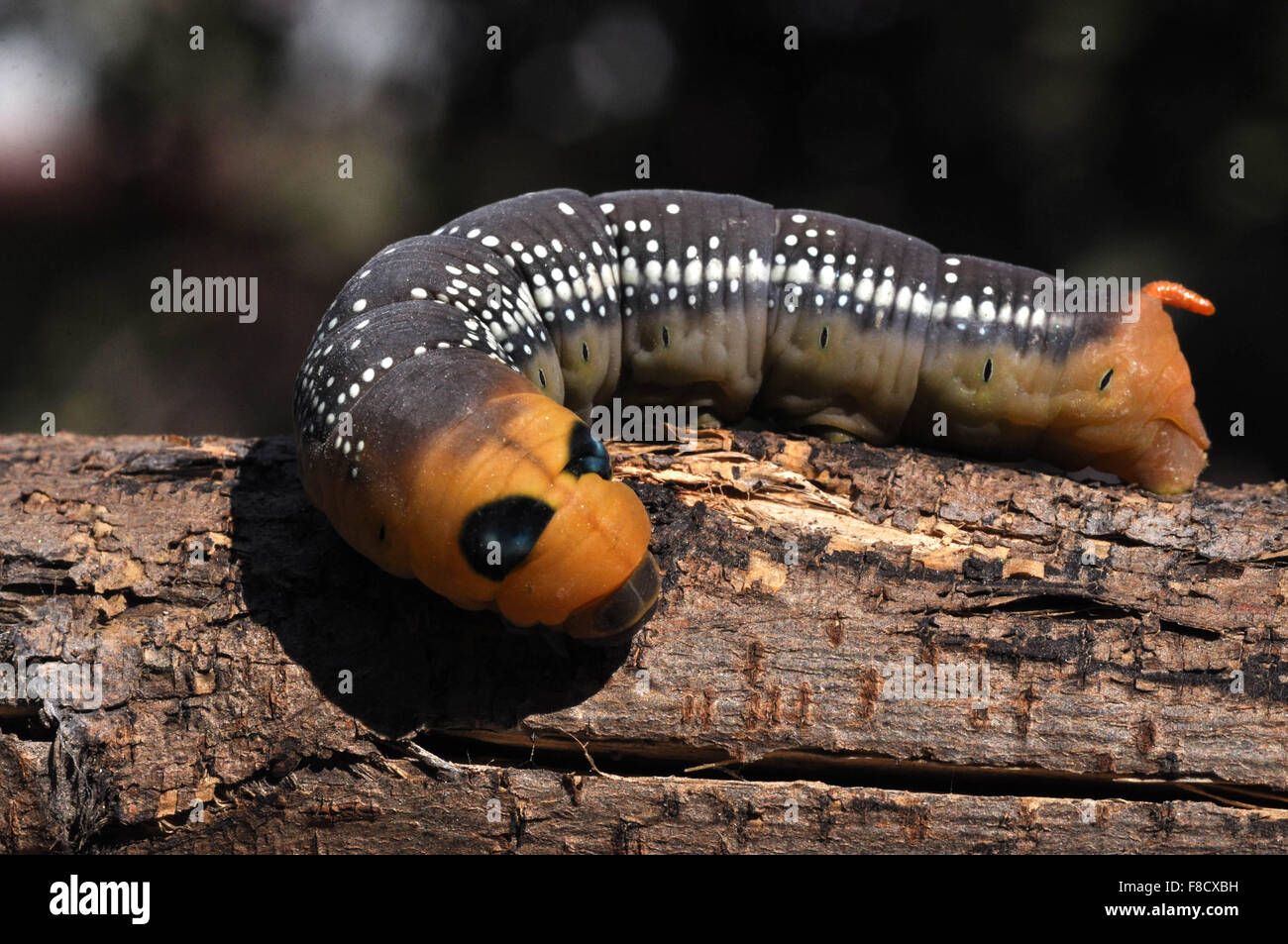 A hungry Caterpillar ( larvae of members of the order Lepidoptera ...