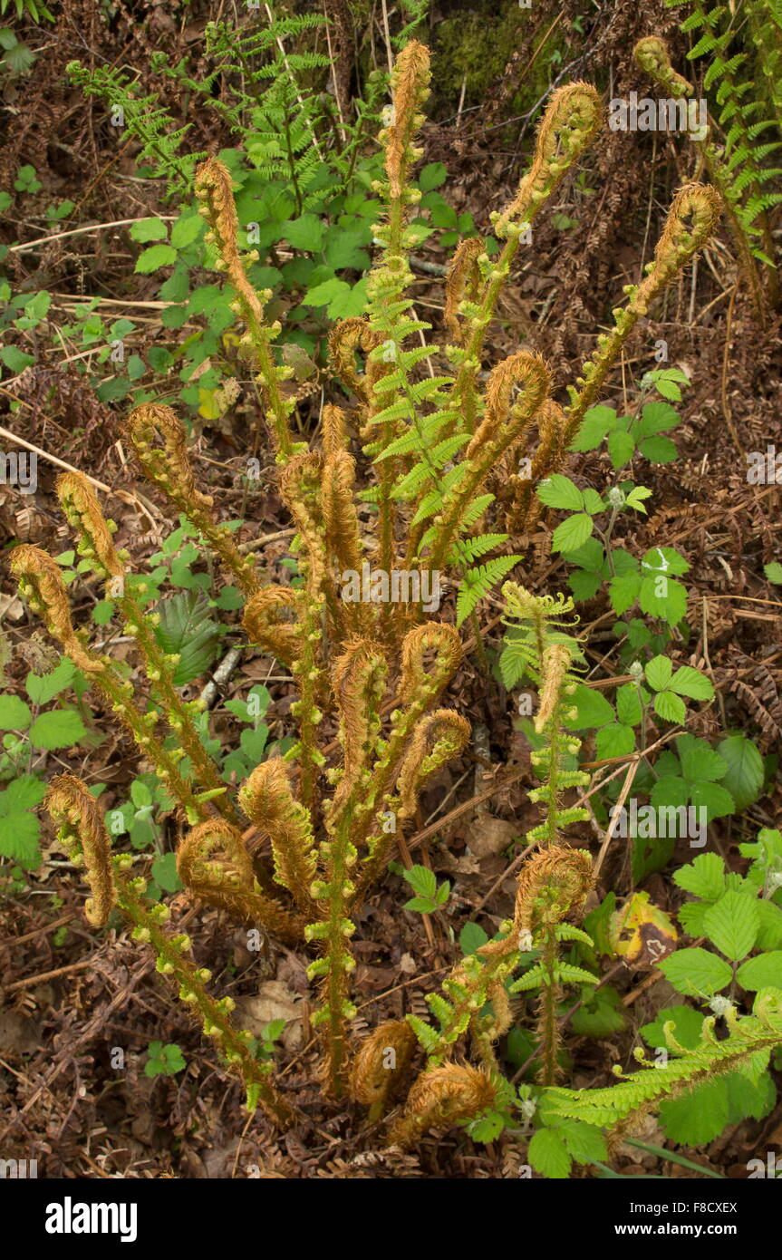 Scaly male fern, Dryopteris affinis ssp. affinis, with fronds showing ...