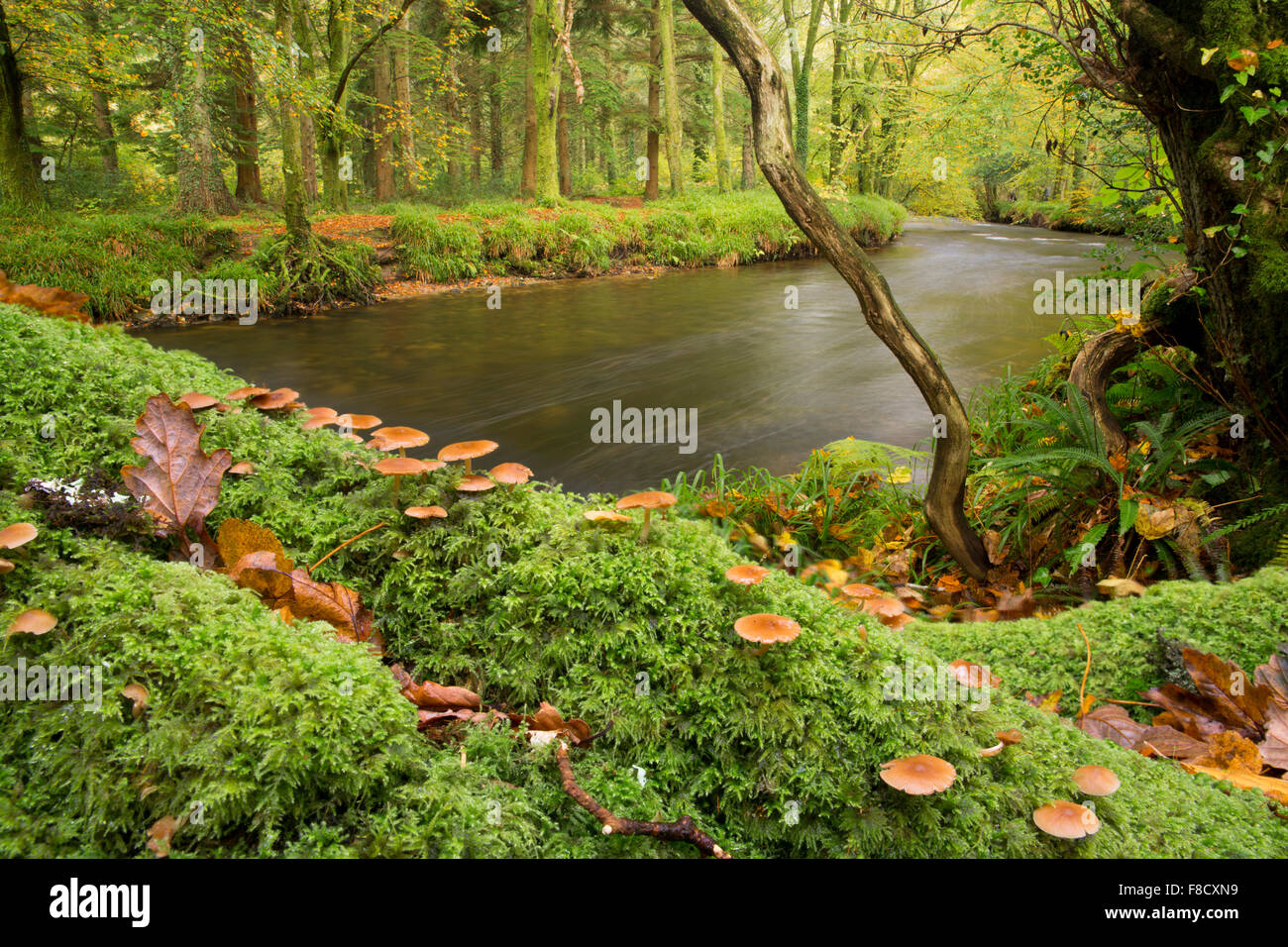 River Camel; Shell Woods Bodmin; Cornwall; UK Stock Photo - Alamy