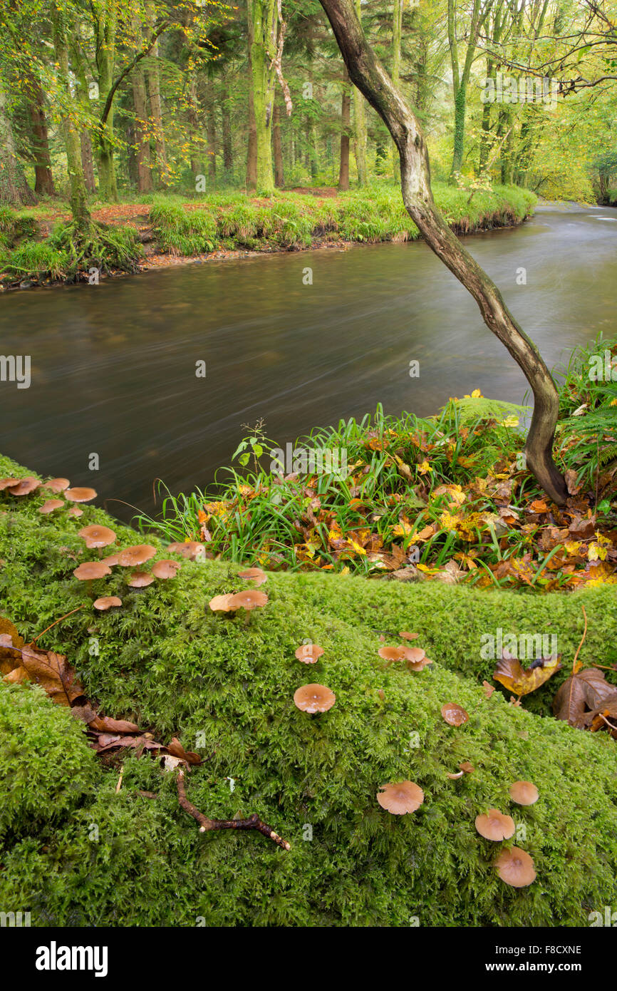 Cornwall river camel hi-res stock photography and images - Alamy