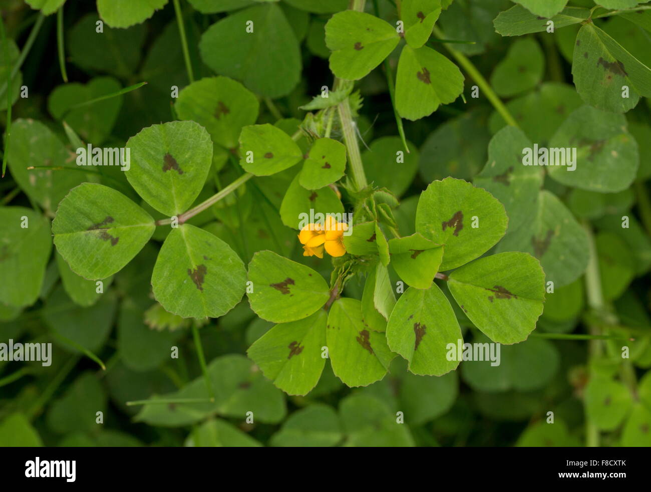 Medicago arabica flowers hi-res stock photography and images - Alamy