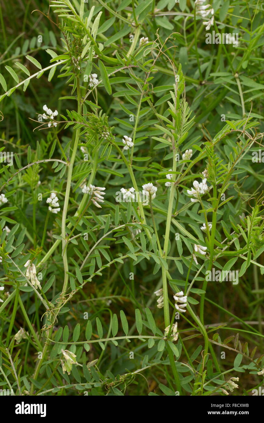 Hairy Tare, hairy vetch, tiny vetch, Vicia hirsuta Stock Photo - Alamy