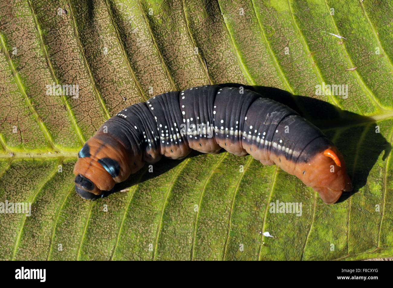 A hungry Caterpillar ( larvae of members of the order Lepidoptera ) moving here and there ...