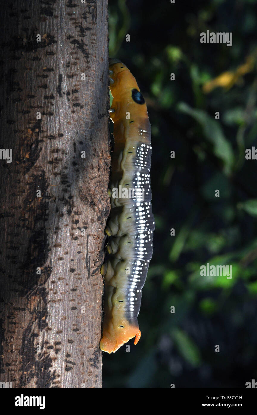 A hungry Caterpillar ( larvae of members of the order Lepidoptera ...