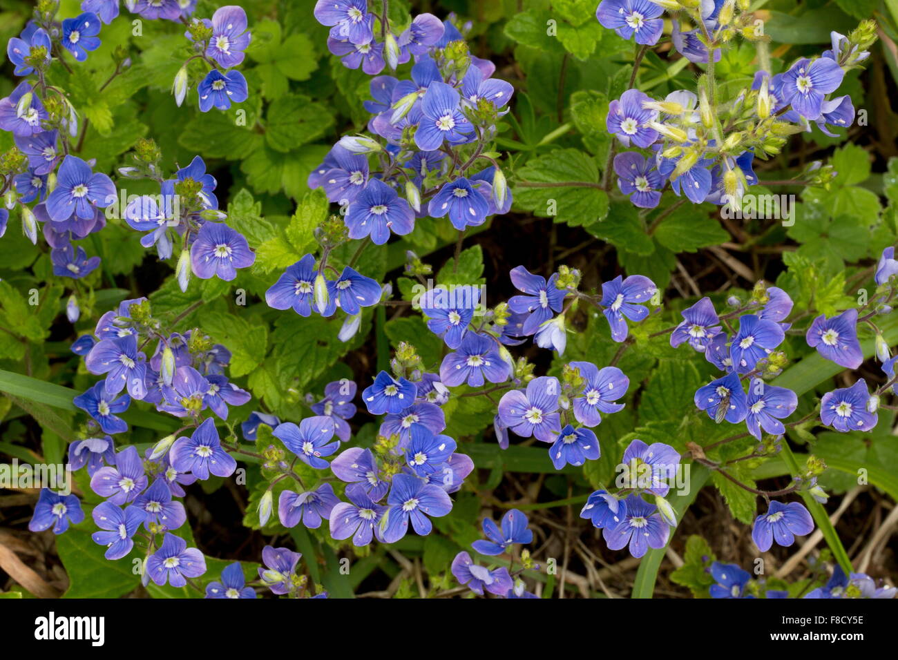 Speedwell Roadside High Resolution Stock Photography and Images - Alamy