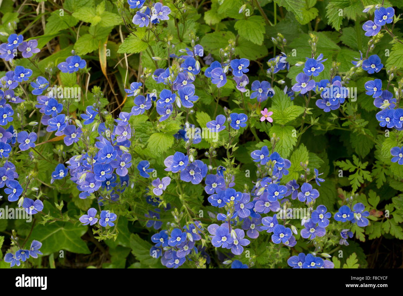 Germander Speedwell, Veronica chamaedrys, in flower in spring verge ...