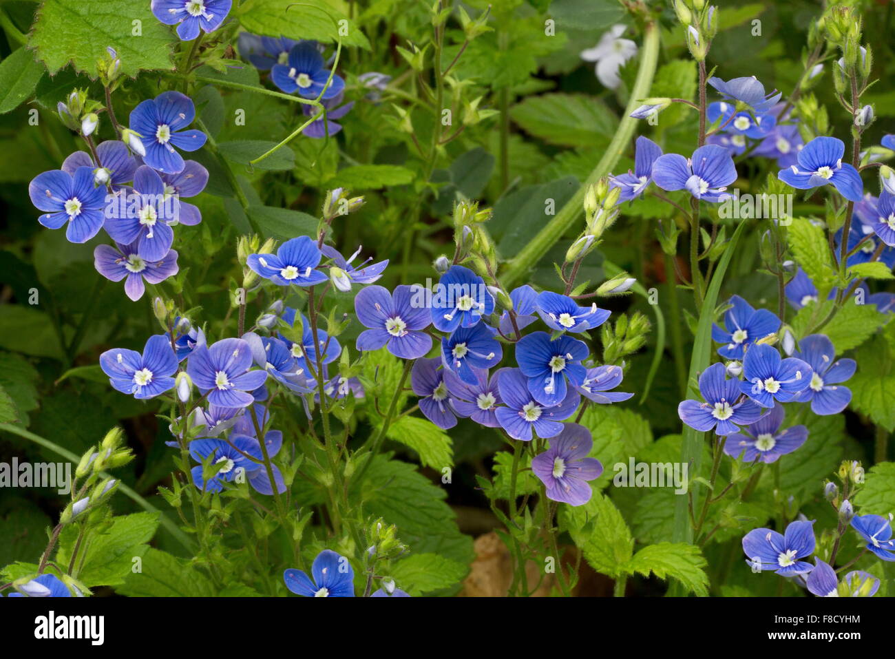 Speedwell Roadside High Resolution Stock Photography and Images - Alamy