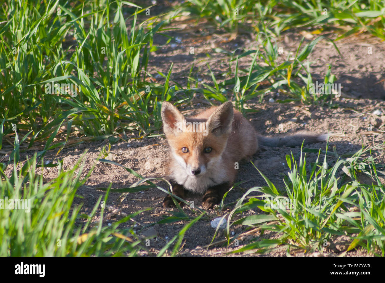 Young red fox hi-res stock photography and images - Alamy