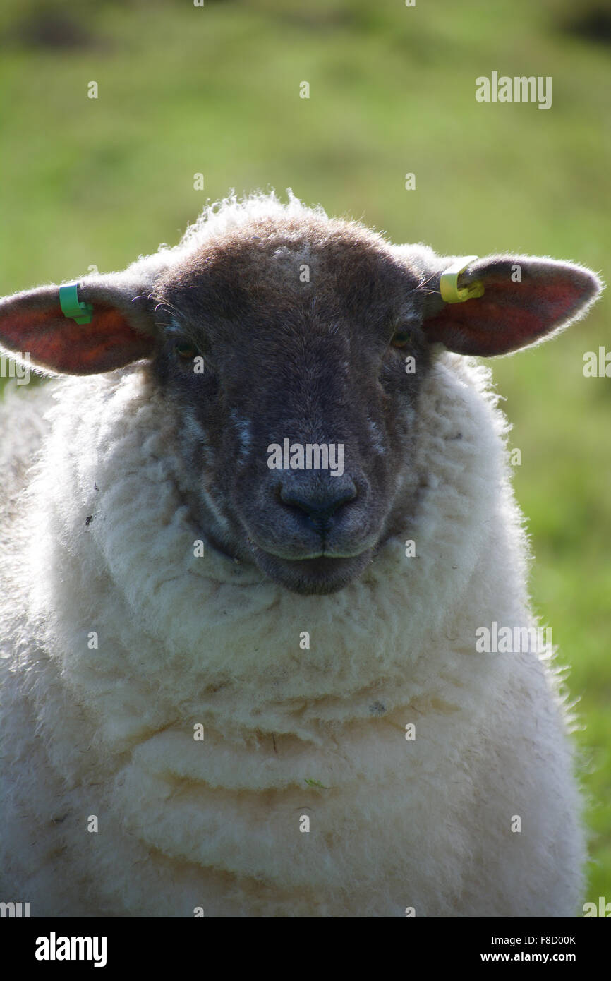 A very friendly sheep Stock Photo - Alamy