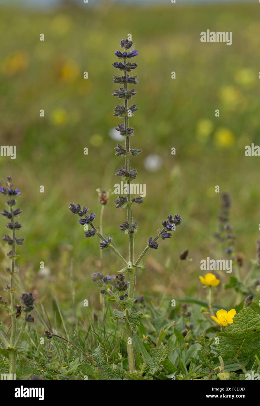 Wild Clary, Salvia verbenaca, in flower on sand-dunes Stock Photo - Alamy