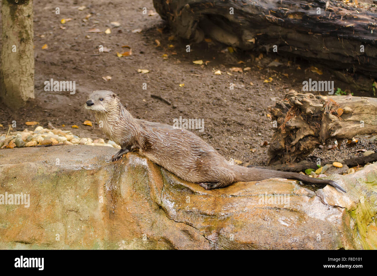 Otter on a tree trunk Stock Photo - Alamy