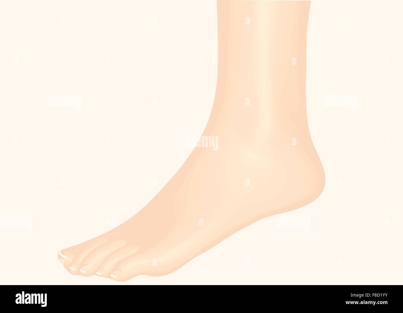 ankle. female leg isolated on biege background Stock Vector Image & Art ...