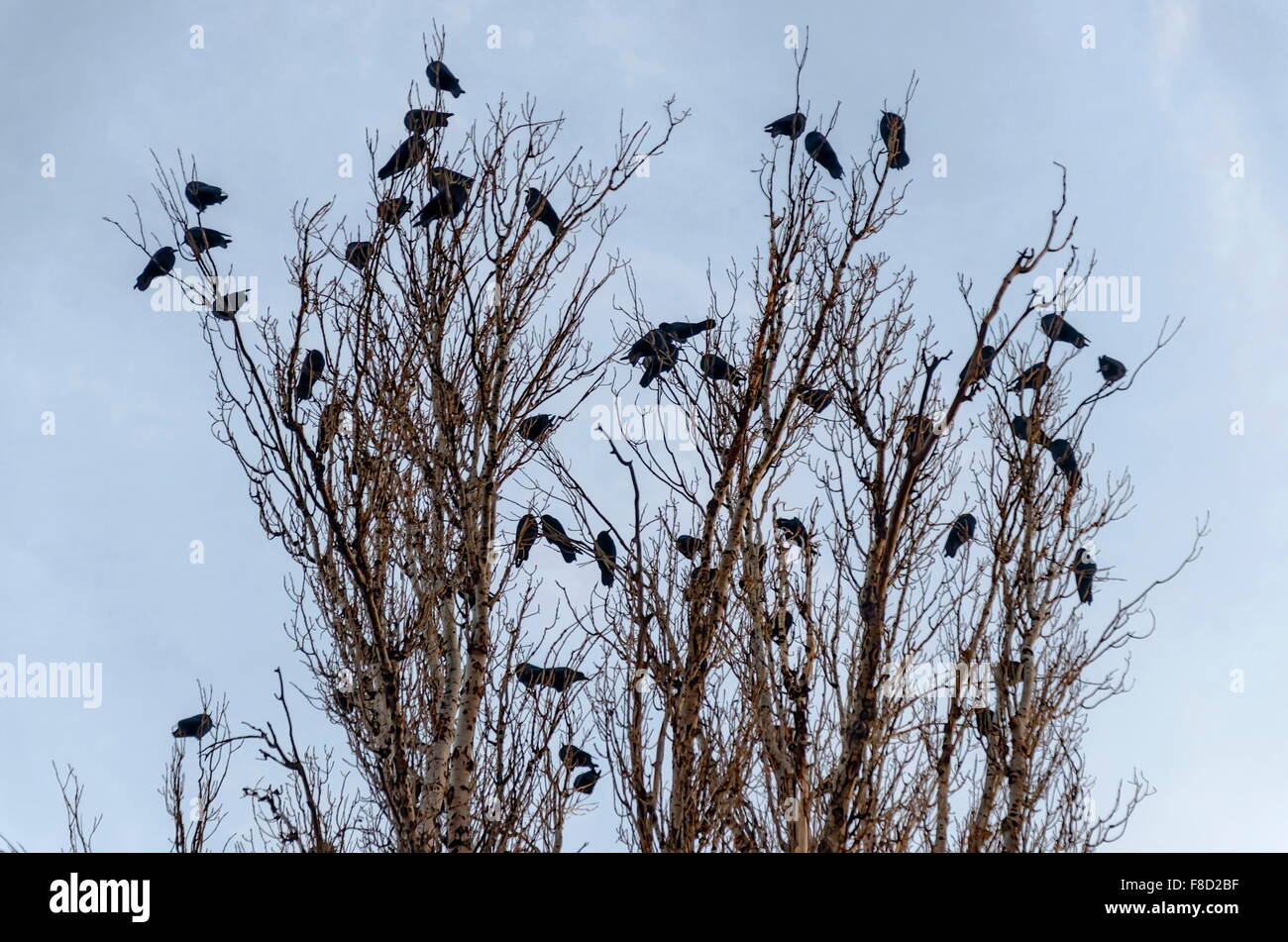 Many doves on birch tree at dusk, Sofia, Bulgaria Stock Photo - Alamy